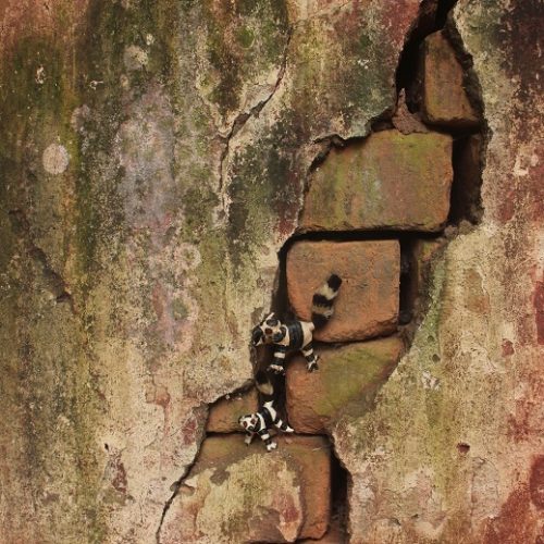 Raffia Lemurs - Mada Collective