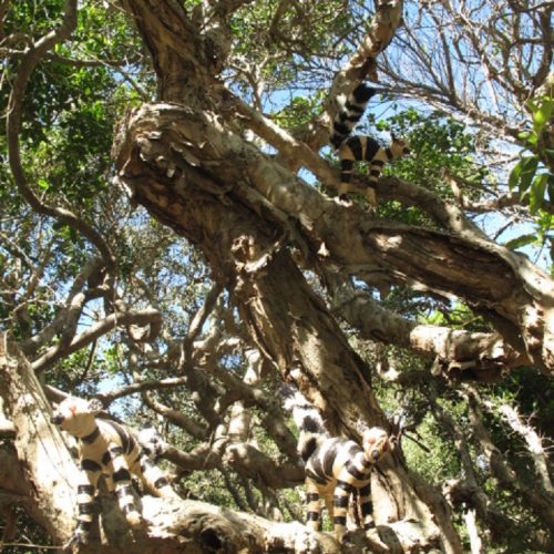 Raffia Lemurs - Mada Collective